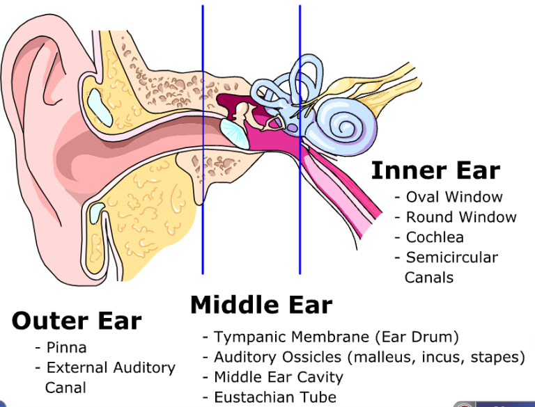 Health & Anatomy Visuals - unSocialized