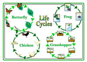 Exploring Life Cycles: Free Printables and Activities - unSocialized